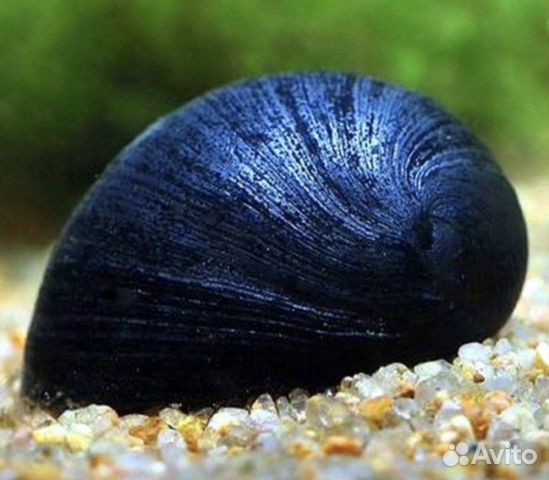 Улитка неретина "каска"