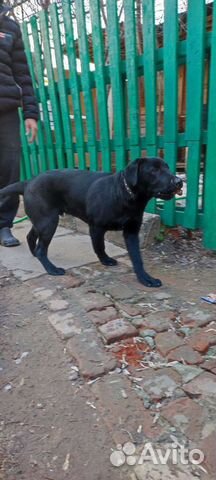 Найдена собака