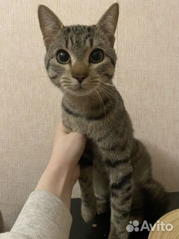 Кот (корманный тигр)