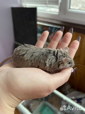 Мыши сатиновые