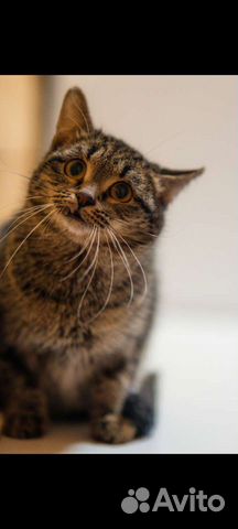 Котик Чижик ищет дом