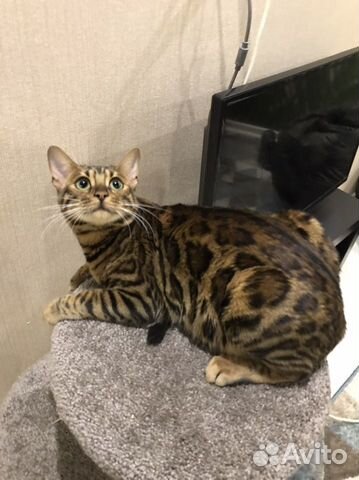 Бенгальская