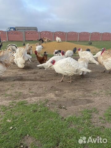 Домашные индюки