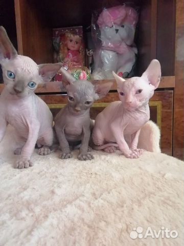 Котята Канадского Сфинкс