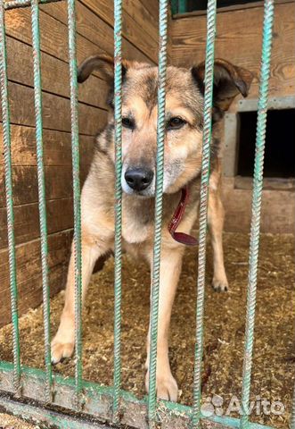 Небольшая старенькая собачка умрет за решёткой