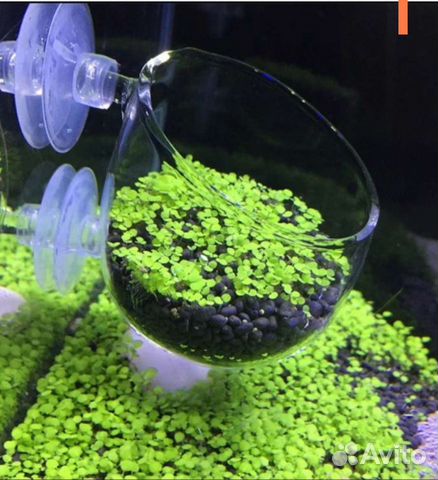 Для аквариумных растений