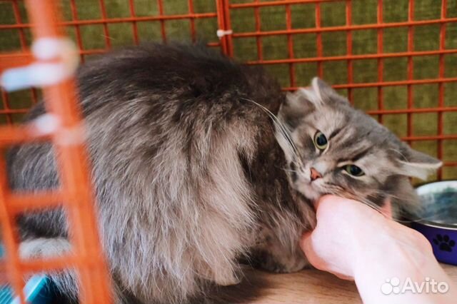 Сибирская нежная умная кошка