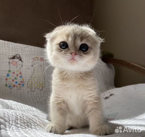 Голубое золото, Мальчик ay25