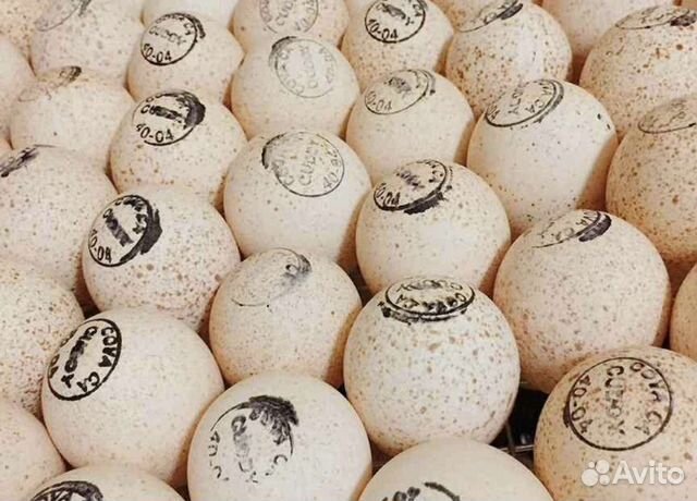 Яйцо инкубационное Биг6 Хайбрид Конвертер индейка