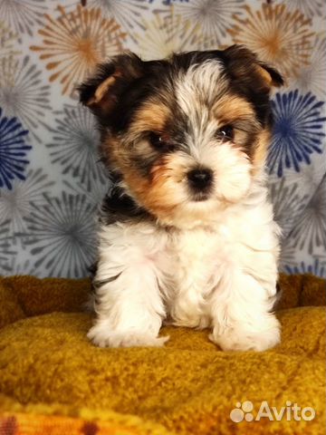 Щенки биверйорка