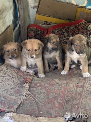 Отдам бесплатно щенки