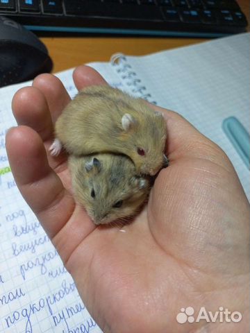 Джунгарский хомяк мальчик