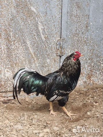 Петухи
