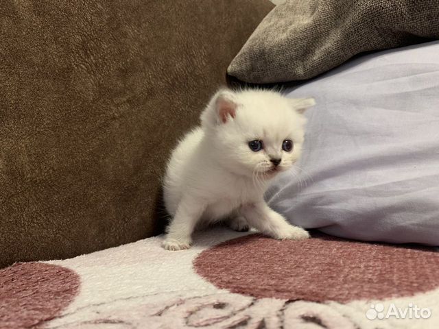 Щотландская