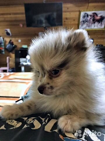 Шпиц мальчишка 2 месяца