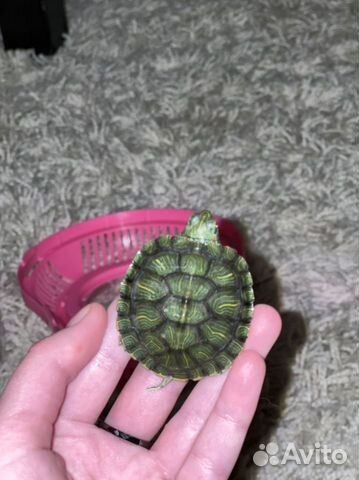 Красноухая черепаха маленькая