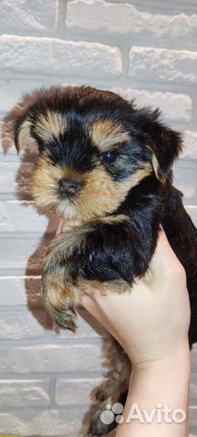 Йоркширский терьер девочка