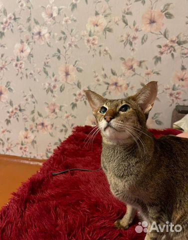 Ориентальная кошечка