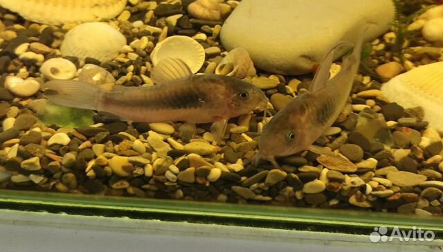 Обмен сомиков