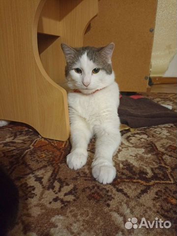 Молодой котик