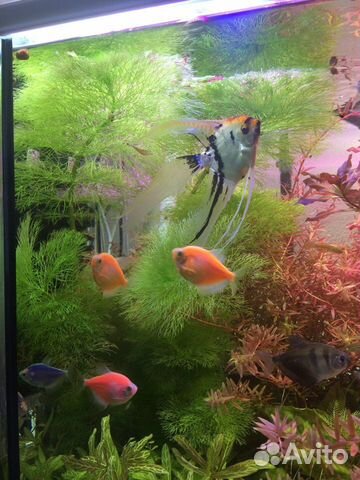 Аквариумные растения