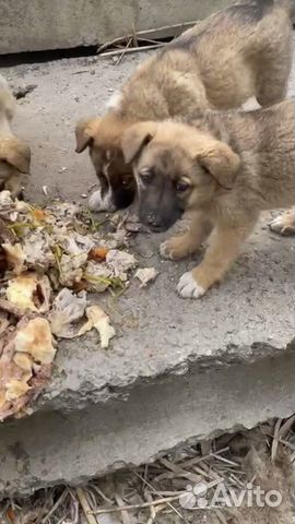 Щенки