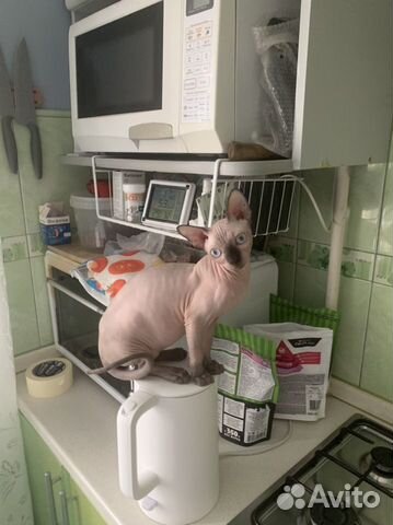 Канадский сфинкс котенок 4,5 месяца мальчик