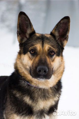 Метис овчарки Адель в добрые руки