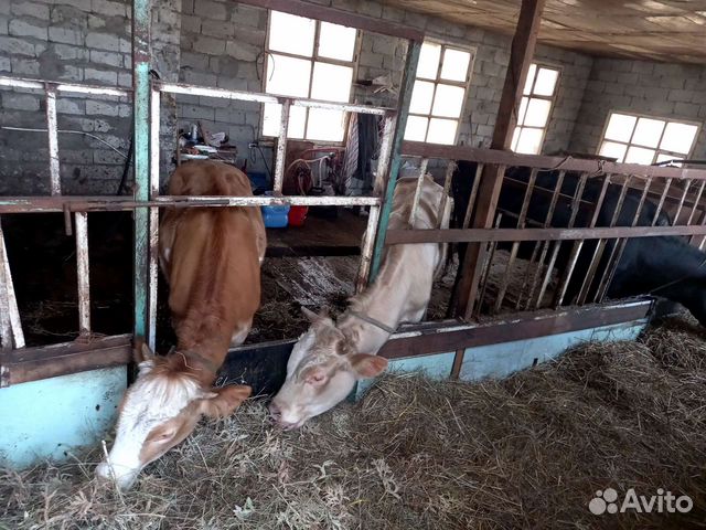 Крс бычки телки