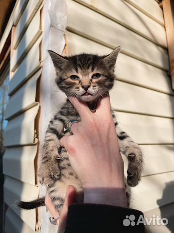 Котята в добрые руки даром