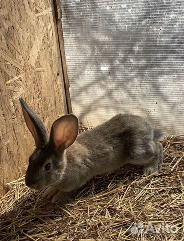 Кролик Ризен