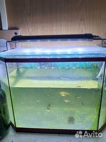 Аквариум и светодиодная лампа