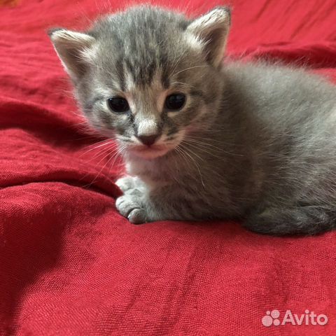 Котенок-мальчик 1 мес