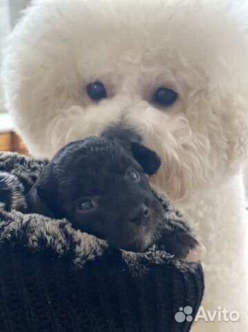 Бишон фризе