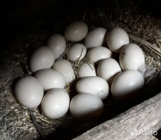 Инкубационное яйцо индоутки