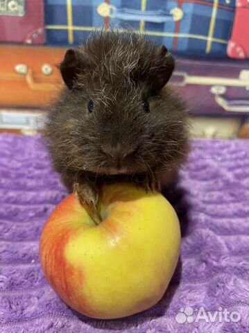 Морская свинка