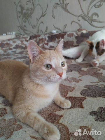 Кошечка Фисташка