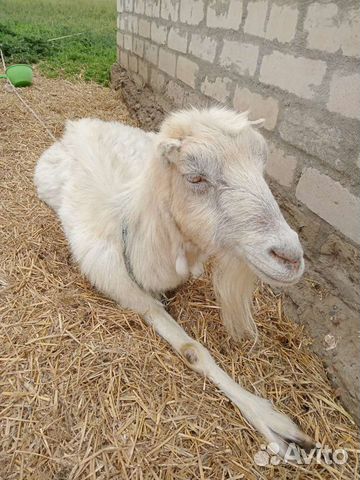 Доиная коза