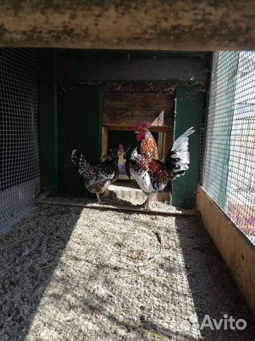 Бетамка ситцевая