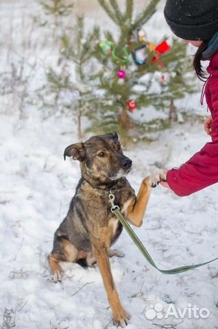 Пёсик Рей ищет дом