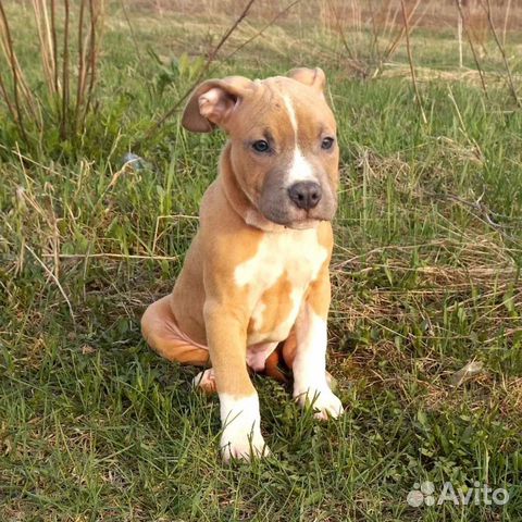 Стаффордширский терьер щенки