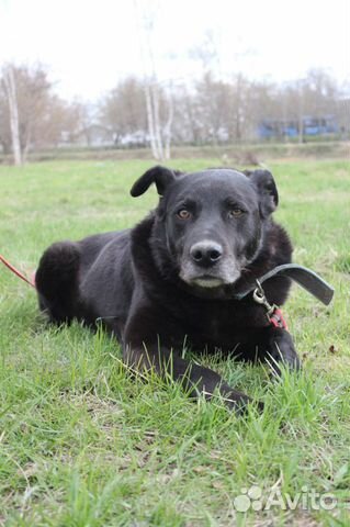 Послушный добряк Кит нуждается в доме