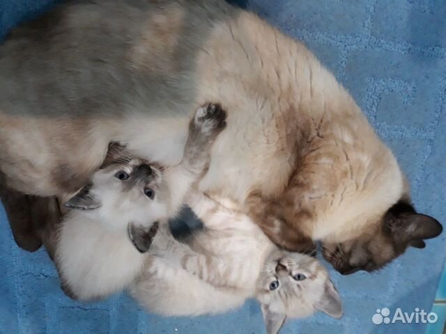 Котята