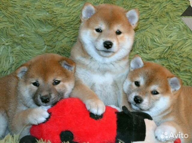 Продам щенков сиба ину
