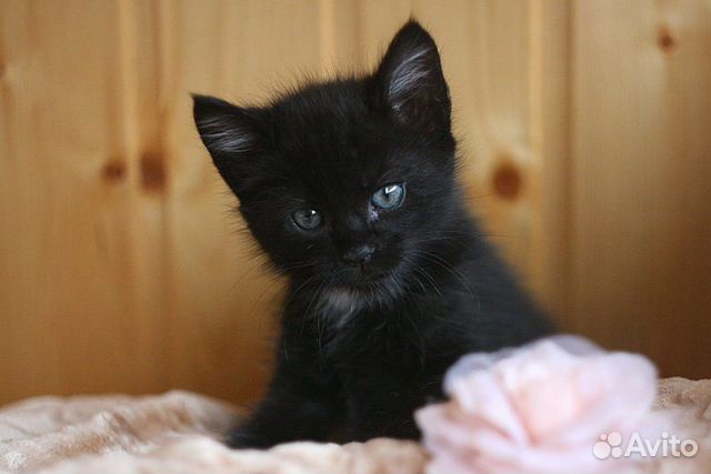 Котята в добрые