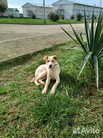 Собака в добрые руки