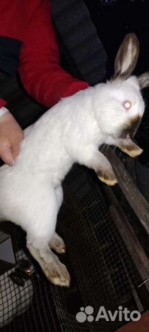Калифорнийские кролики(живьём, на мясо)