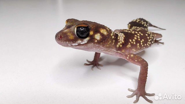 Underwoodisaurus Milii