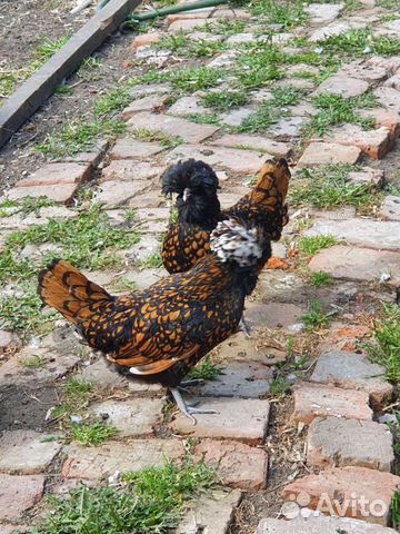 Куры петухи, семья пандуана 2 куры 1 петух