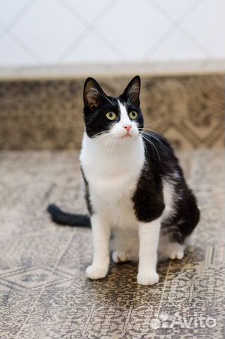 Кошка Тамара